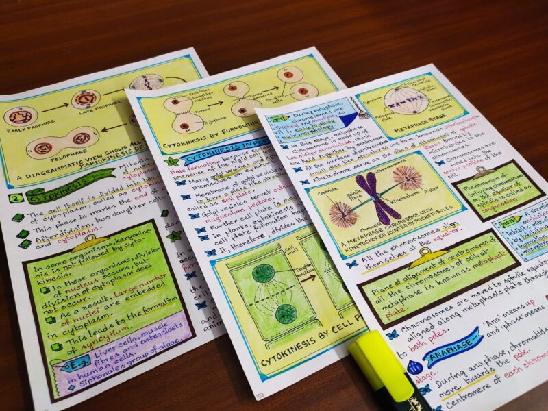 Cell Structure and Function Aesthetic Notes [PDF] | For High School ...